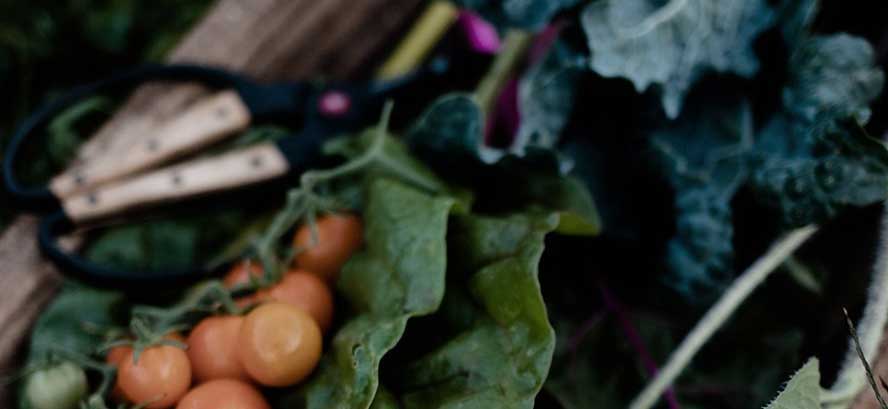 10 Steps to Prepare Your Garden for Winter | Barebones Australia